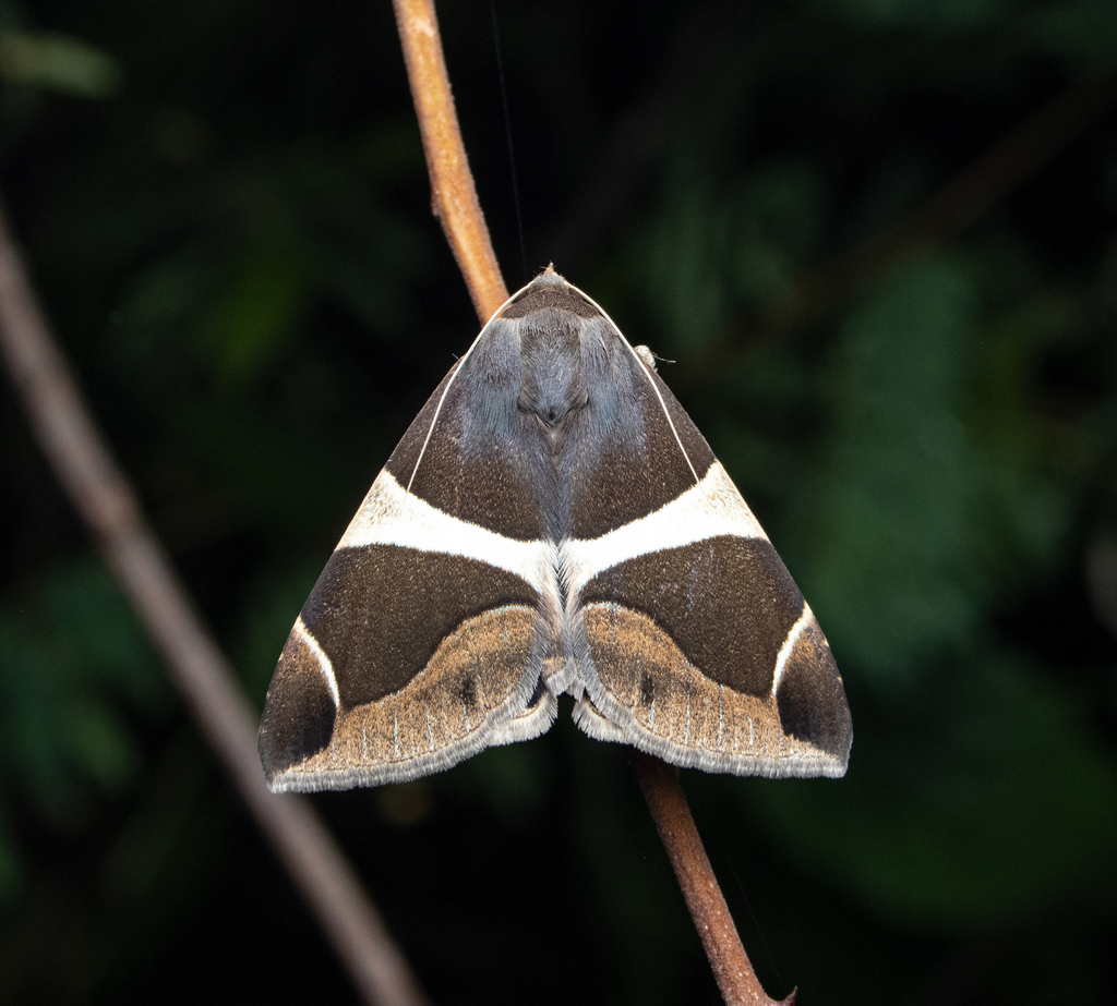 Bastilla crameri from Chennai, Tamil Nadu, India on October 21, 2023 at ...