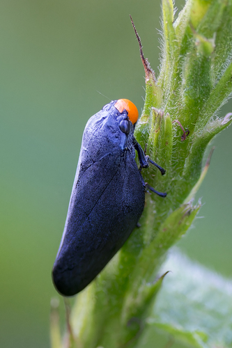 Cephisus xanthocephala · iNaturalist