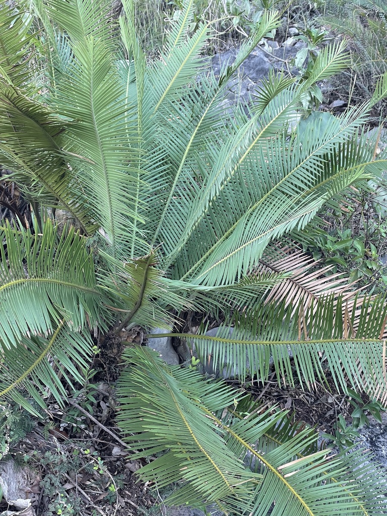 Chestnut Dioon in October 2023 by Jorge Madrazo Fanti · iNaturalist