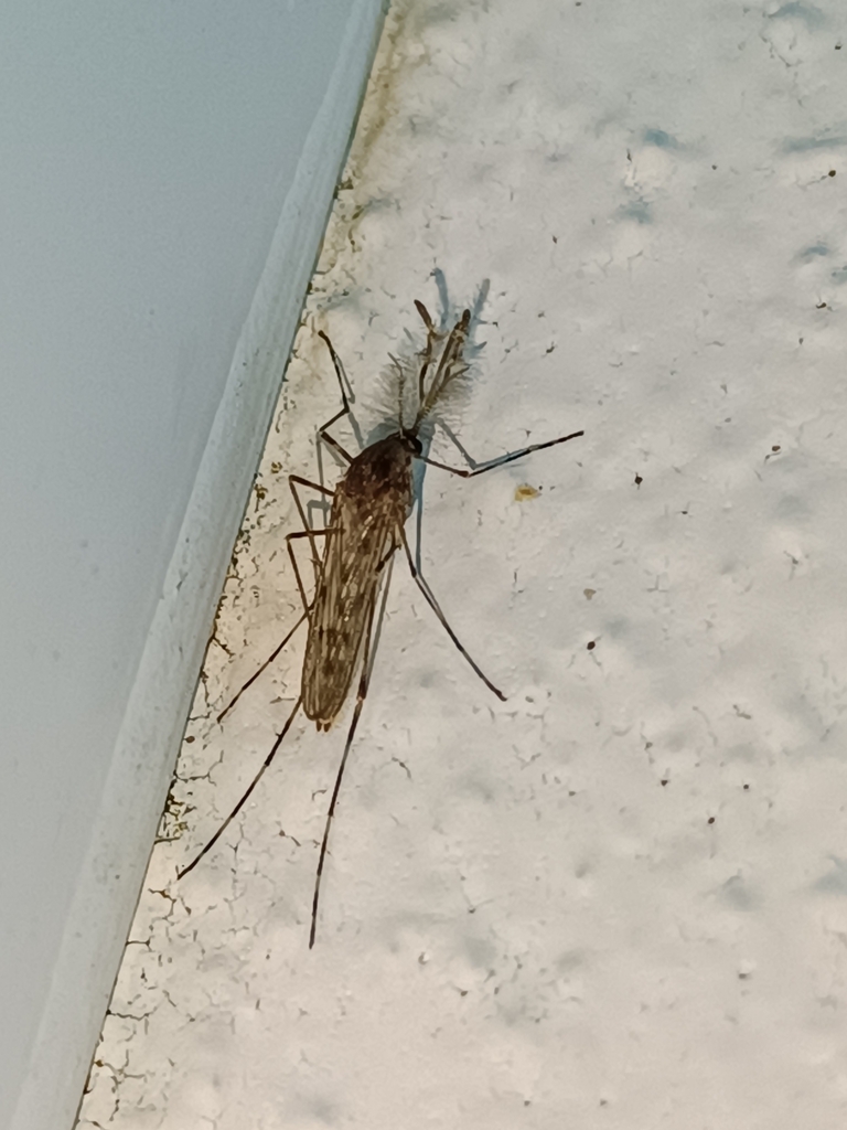 Banded house mosquito from Rio de Moinhos, 7150, Portugal on November 1 ...