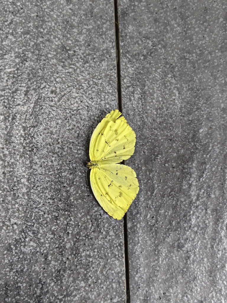 Japanese common grass yellow from 老河沟 on August 4, 2023 at 02:48 PM by ...