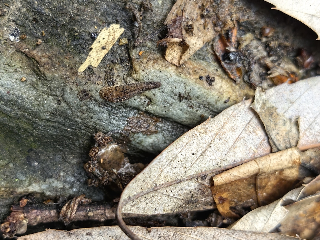 Leeches from 老河沟 on July 28, 2023 at 12:06 PM by Joy Wang 王穆清 · iNaturalist