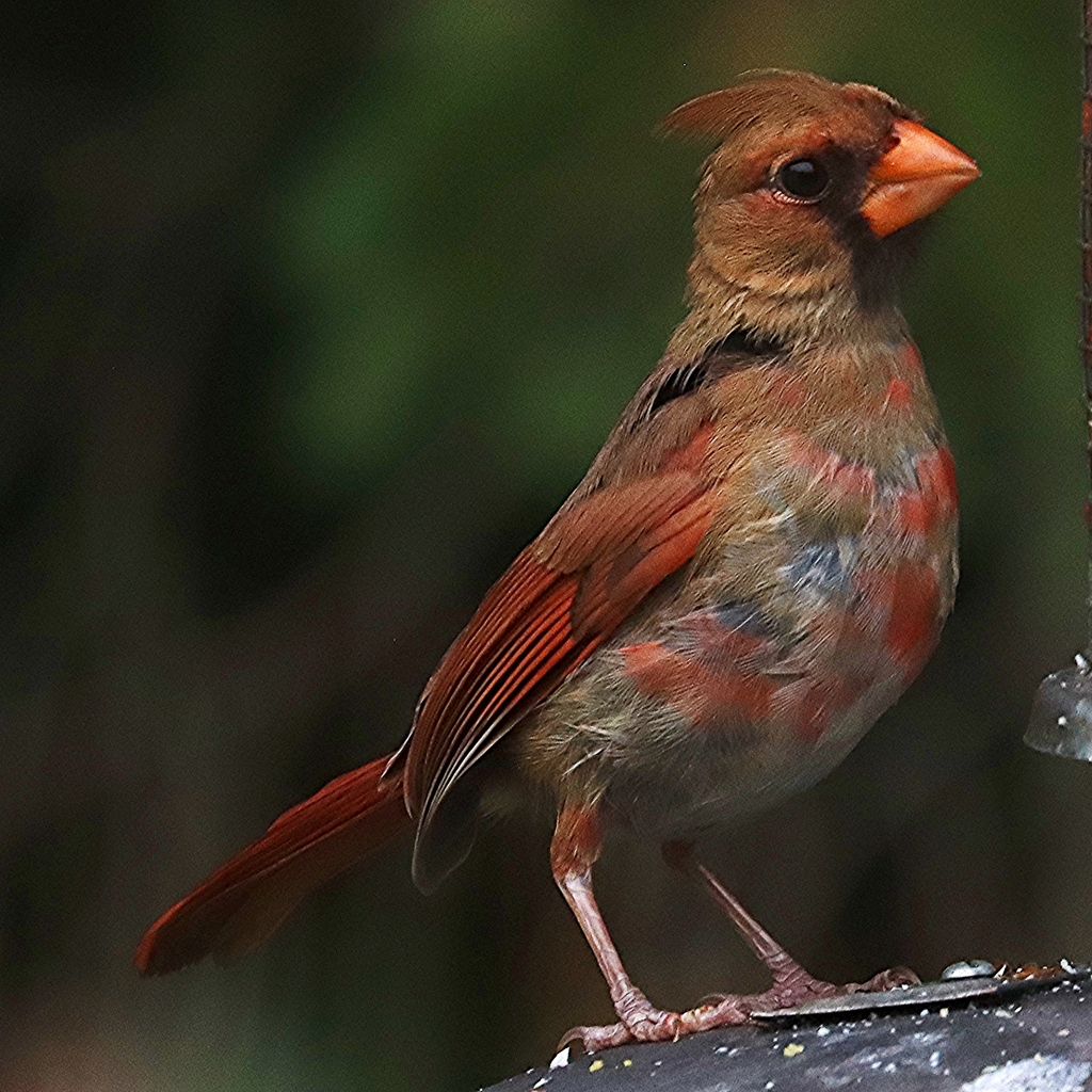 Northern Cardinal from Fort Creek Conservation Area, Sault Ste. Marie ...