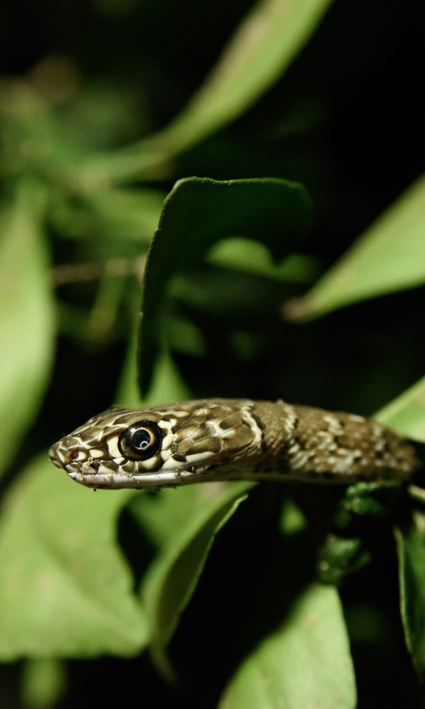 Coachwhip from Villas del Río, 80050 Culiacán Rosales, Sin., México on ...