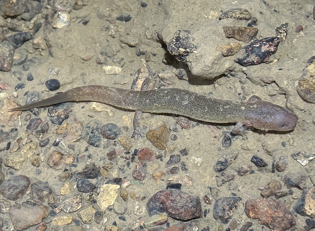 Spring Salamander from Sumner County, TN, USA on October 29, 2023 at 02 ...