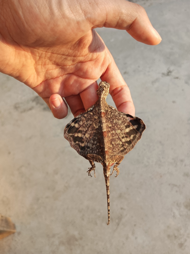 Javan Flying Dragon from Bandung, Bandung City, West Java, Indonesia on ...