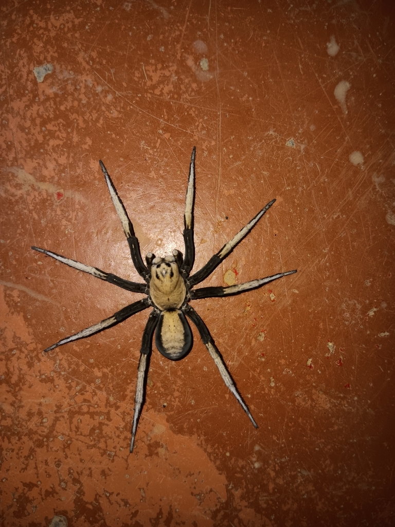 Two-toned wolf spider from West MacDonnell, Tanami, AU-NT, AU on ...