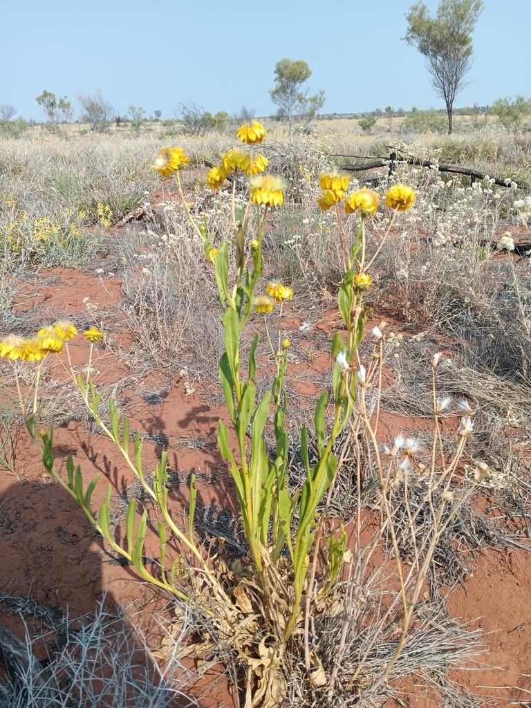 Golden Everlasting from Tanami, AU-NT, AU on November 1, 2023 at 09:00 ...