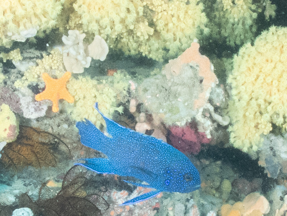 Southern Blue Devil from Queenscliffe, AU-VI, AU on October 29, 2023 at ...