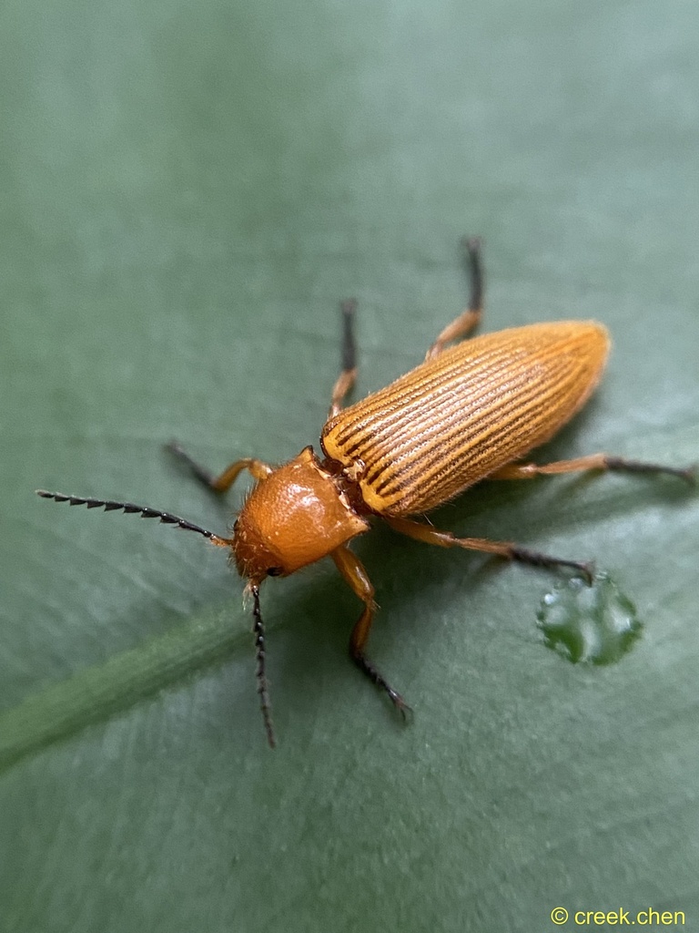 Hemiops flava from 臺灣島, 礁溪鄉, ILA, TW on November 1, 2023 at 09:01 AM by ...