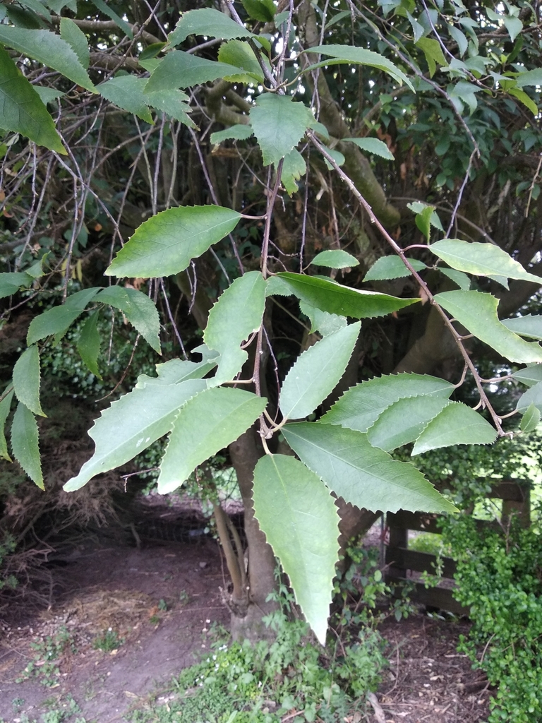 Houhere from Tai Tapu, New Zealand on November 1, 2023 at 06:48 PM by ...
