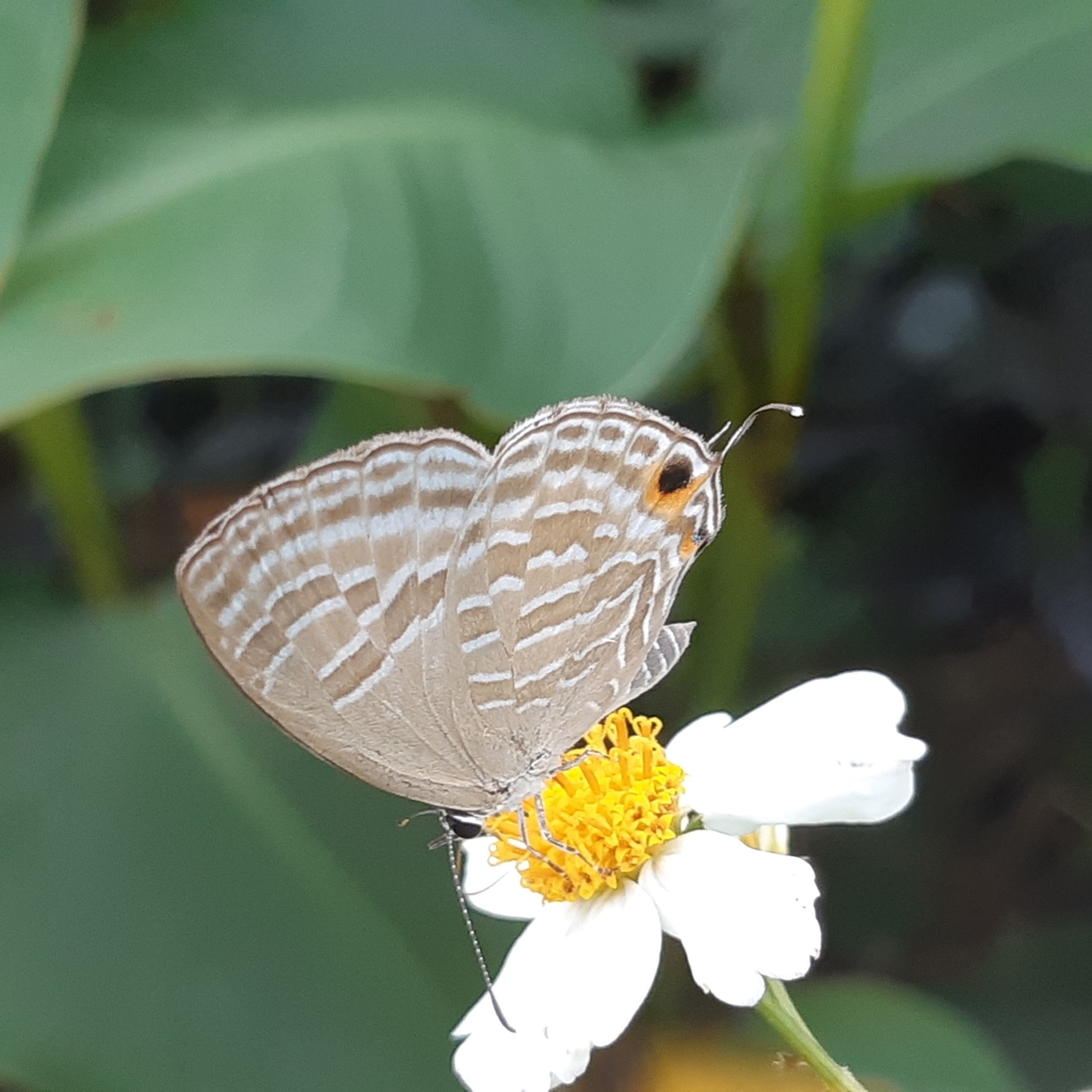 Metallic Cerulean from 香港南丫島 on November 1, 2023 at 03:36 PM by Samson ...