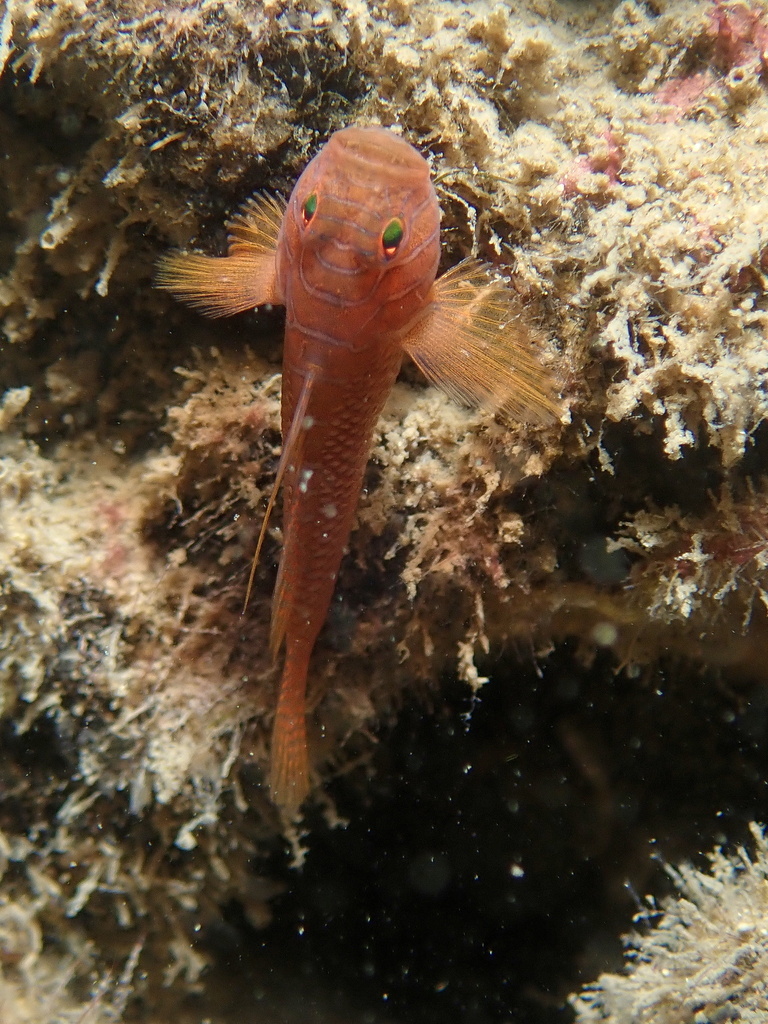 Threadfin Reefgoby from La Balsa on May 30, 2020 at 12:46 PM by Tracey ...
