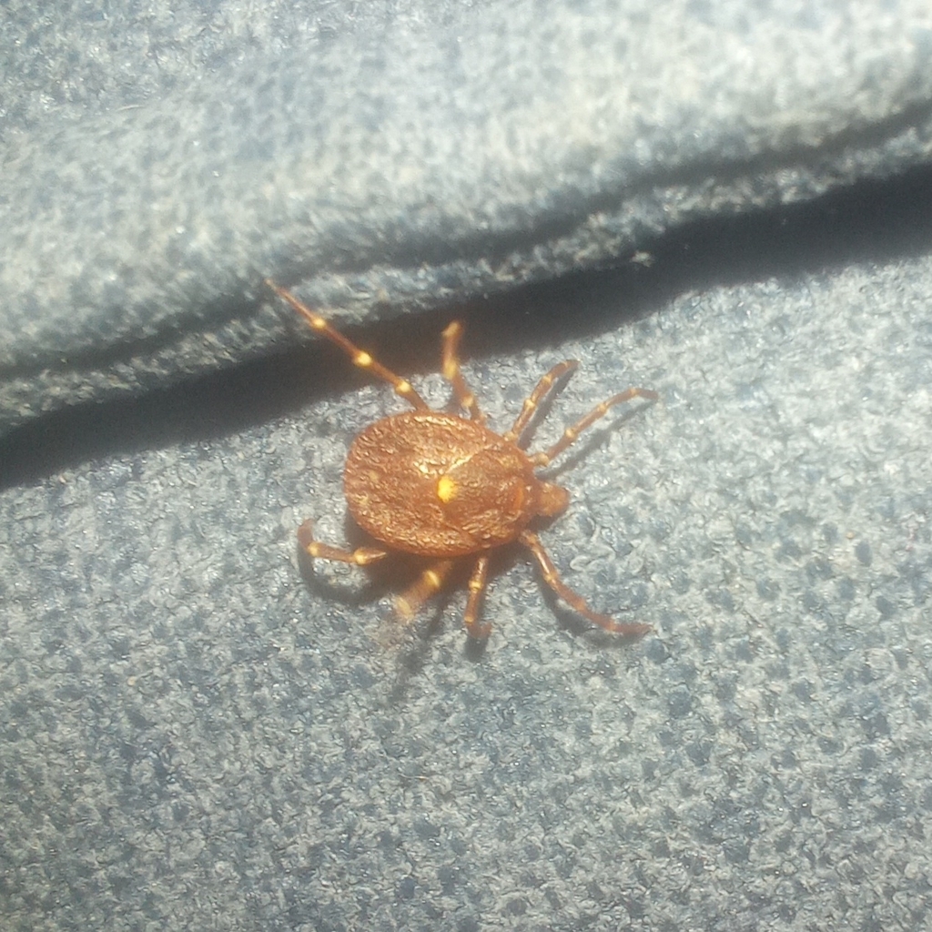 Kangaroo Tick from Narrogin WA 6312, Australia on November 1, 2023 at ...