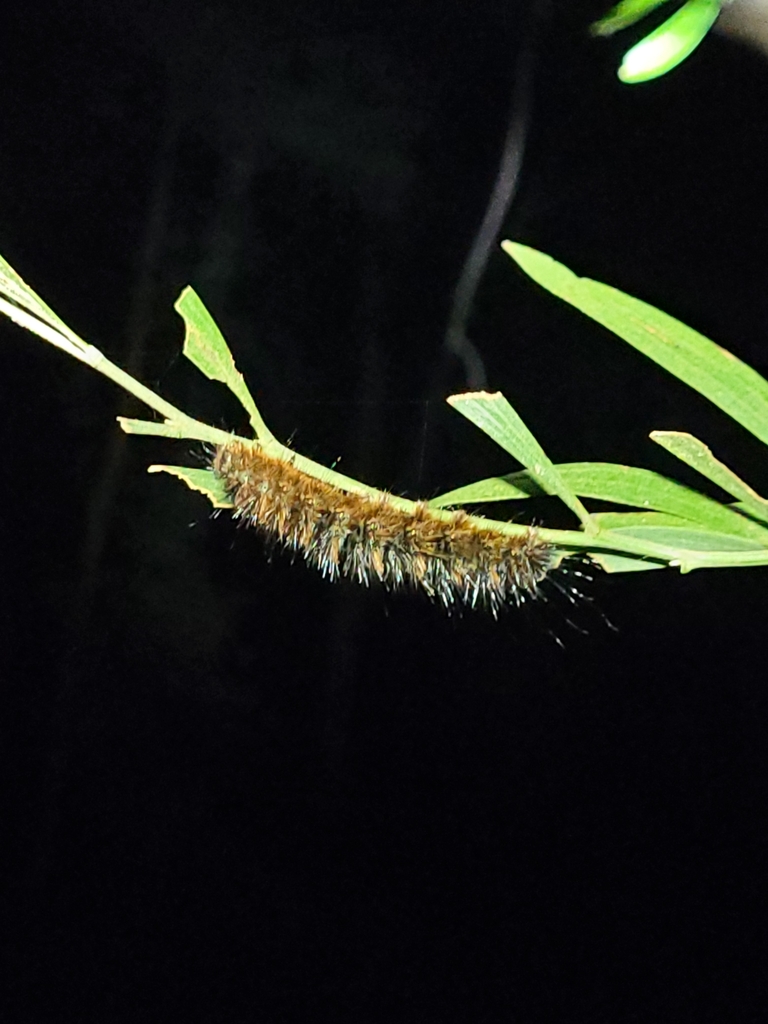 Butterflies and Moths from Latrobe Bal, AU-VI, AU on November 1, 2023 ...