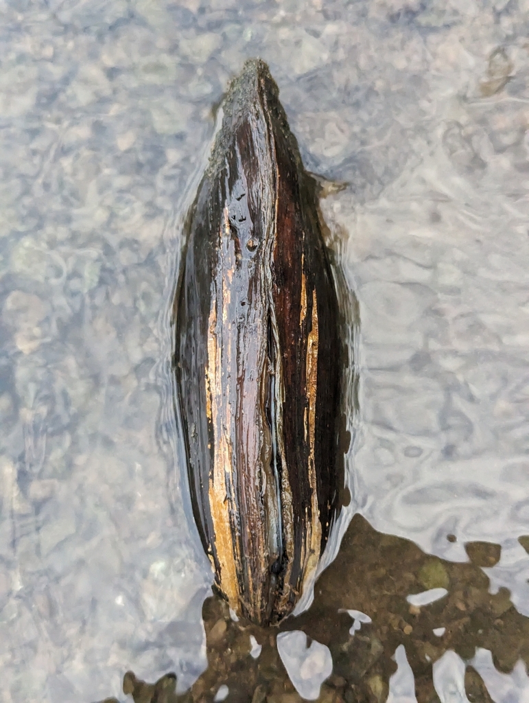 Black Sandshell from Lewisburg, TN 37091, USA on October 28, 2023 at 05 ...