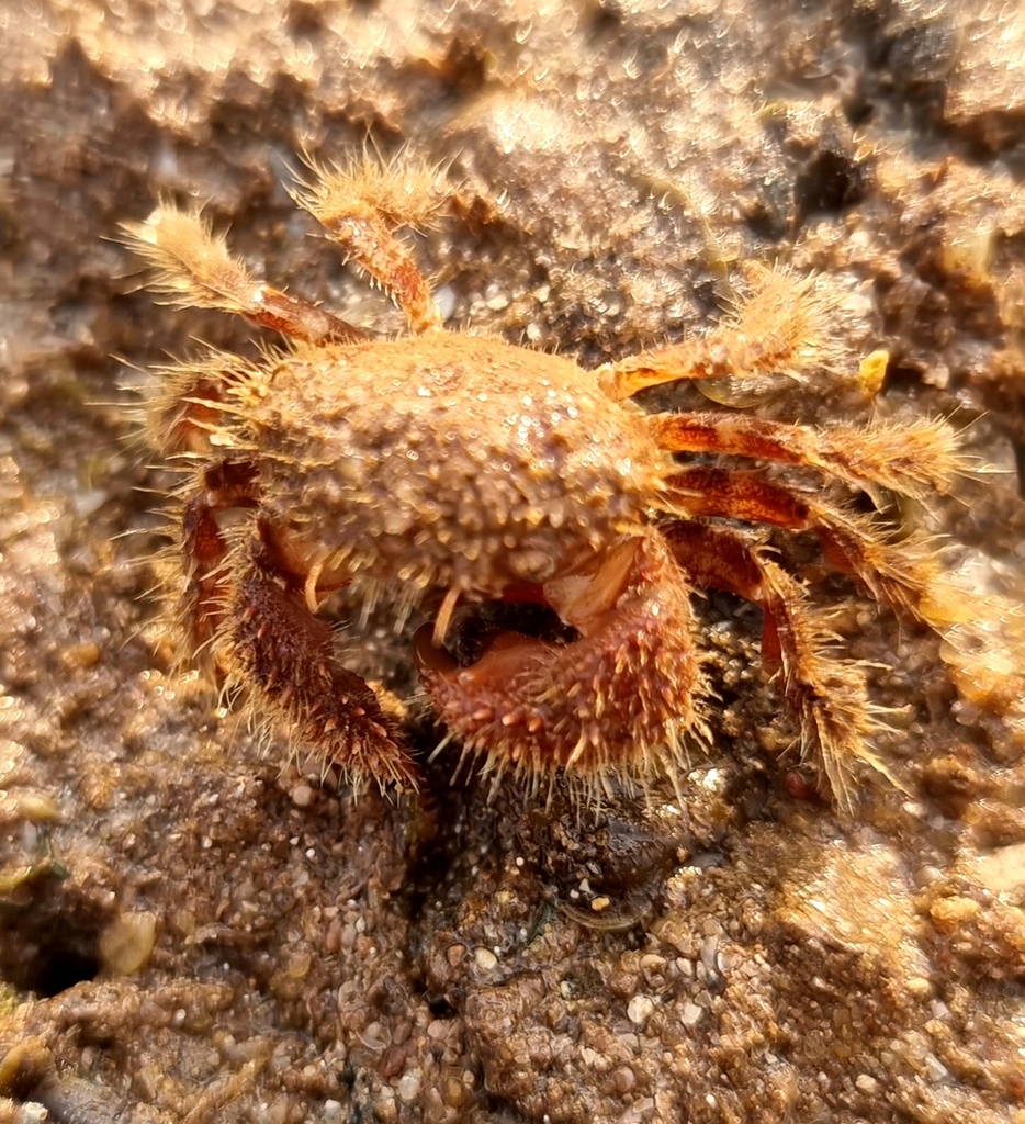 Pilumnus pulcher from Port Hedland, WA, Australia on November 1, 2023 ...
