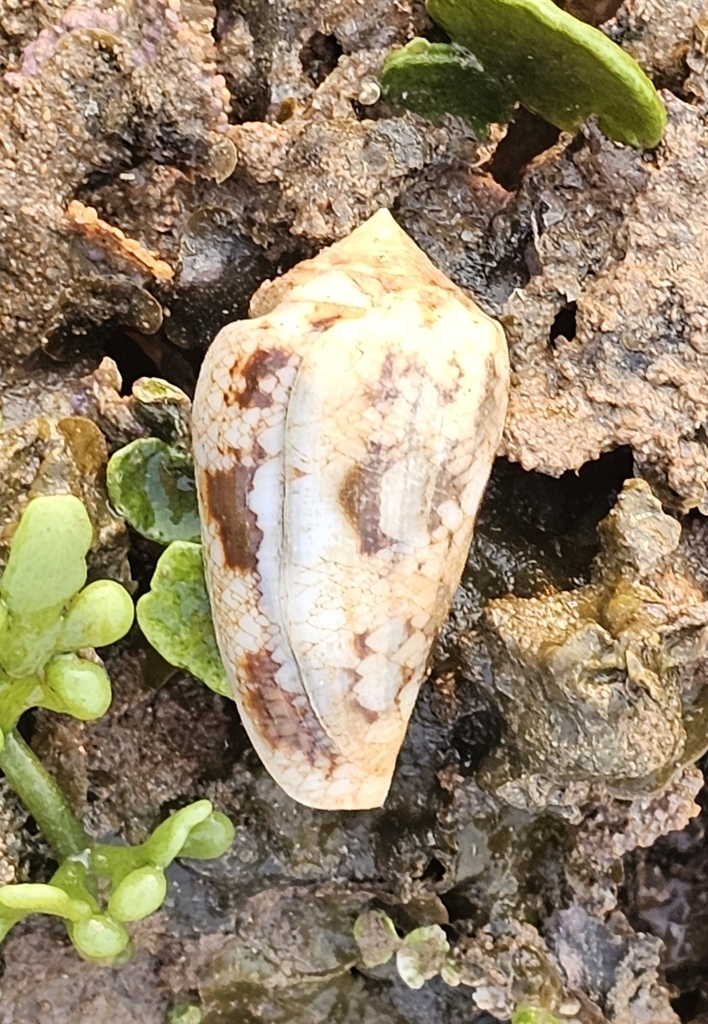 Queen Victoria Cone from Port Hedland, WA, Australia on November 1 ...