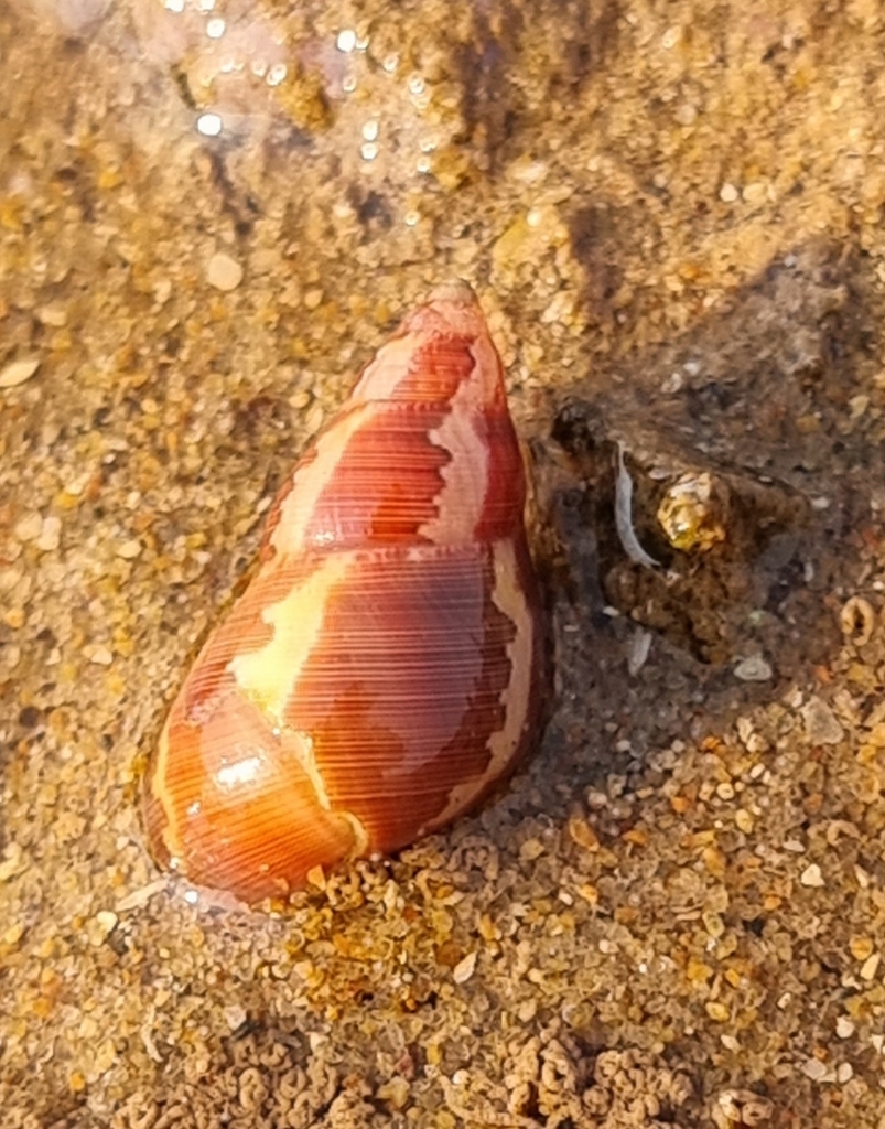 variegated pheasant shell from Port Hedland, WA, Australia on November ...
