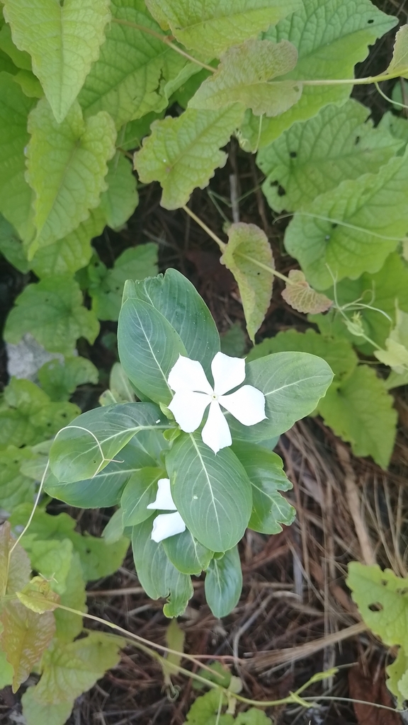 Madagascar Periwinkle from 9HPR+587 Teacher AL AL Park, West Bay ...
