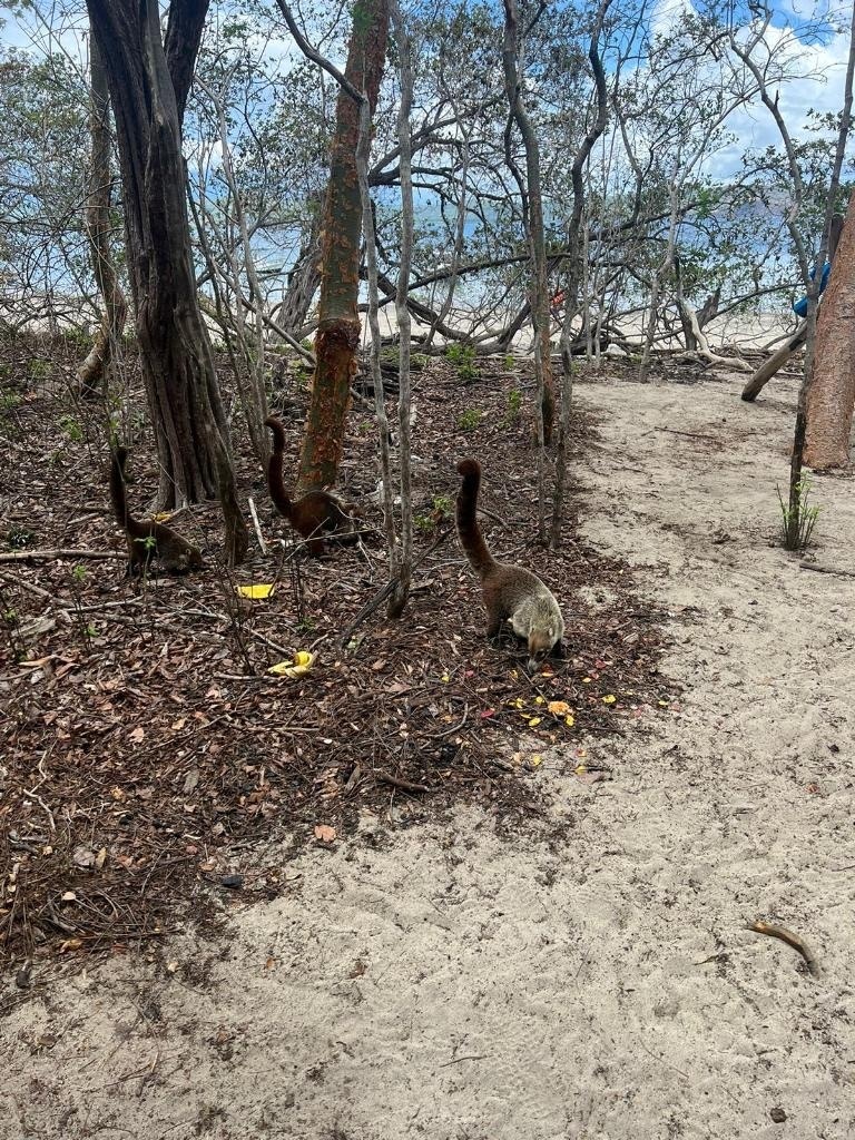 Something from Aguirre, Puntarenas, CR by Donovan Dixon · iNaturalist