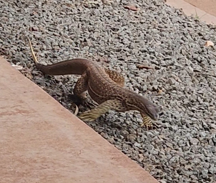 Western Argus Monitor from Newman WA 6753, Australia on October 21 ...