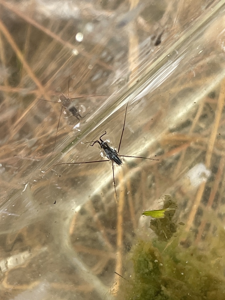 Neogerris hesione from Orlando, FL, US on November 1, 2023 at 09:35 AM ...