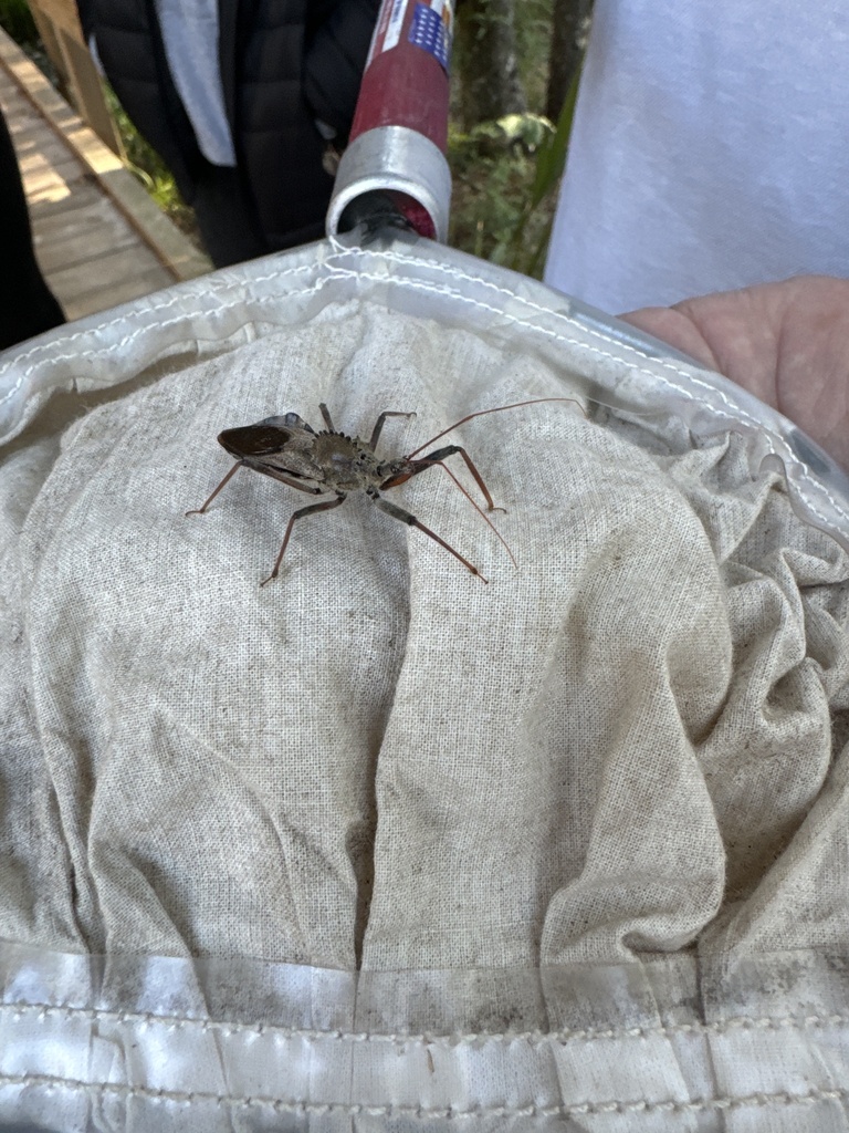 North American Wheel Bug from Pasadena, TX, US on November 1, 2023 at ...