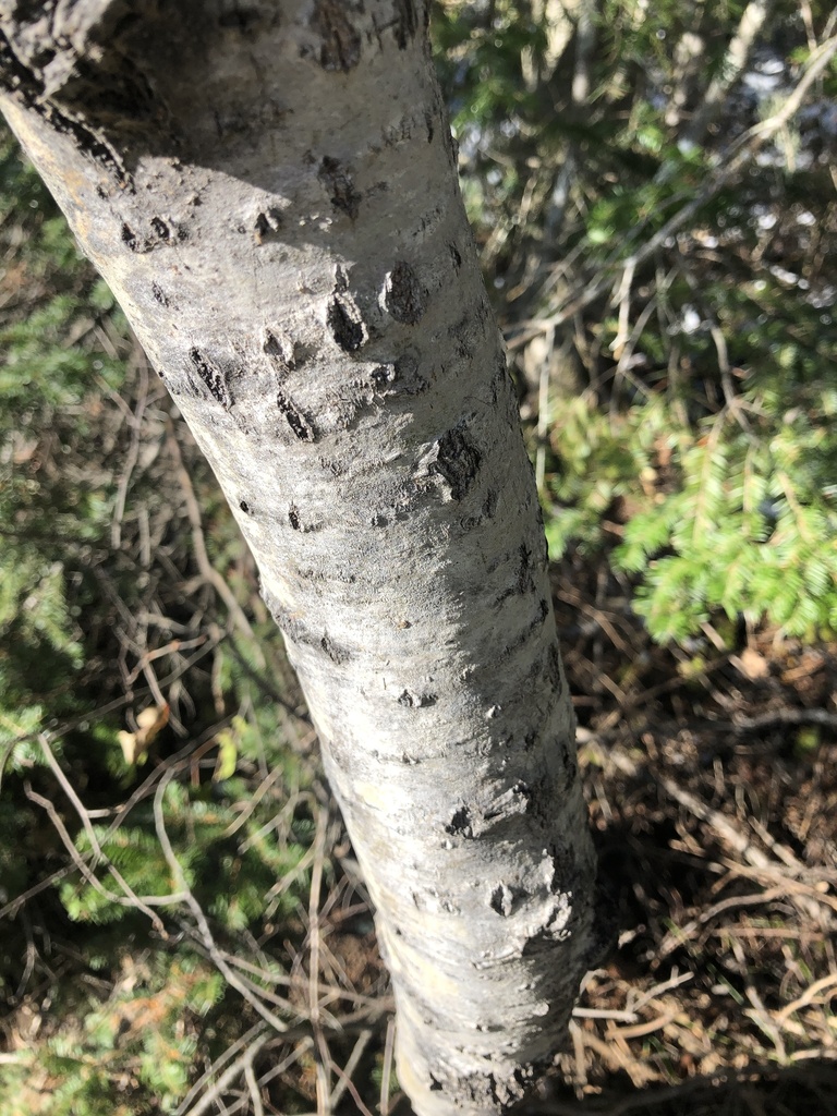 balsam poplar from Refuge Rd, Limestone, ME, US on November 1, 2023 at ...