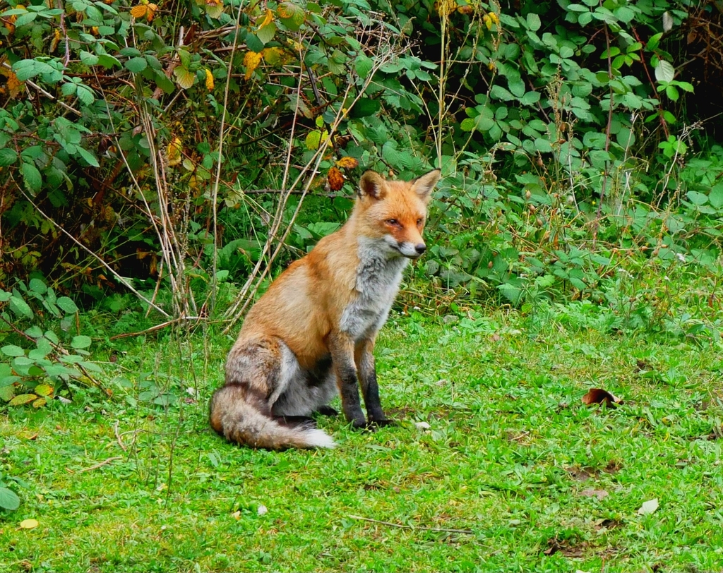 Red Fox from Weidenpesch, Köln, Deutschland on November 1, 2023 at 03: ...