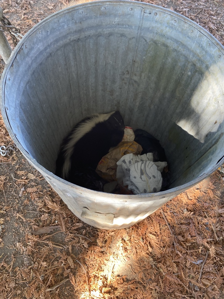Striped Skunk from Spring Lake Regional Park, Santa Rosa, CA, US on ...
