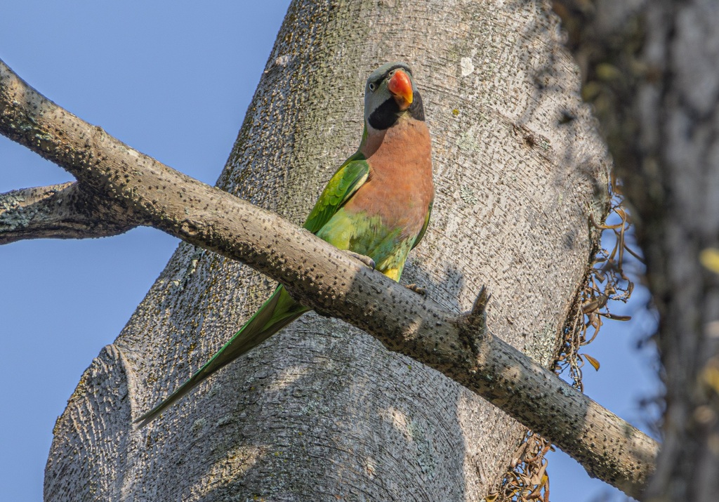 Red-breasted Parakeet in September 2023 by Andika Darmawan · iNaturalist