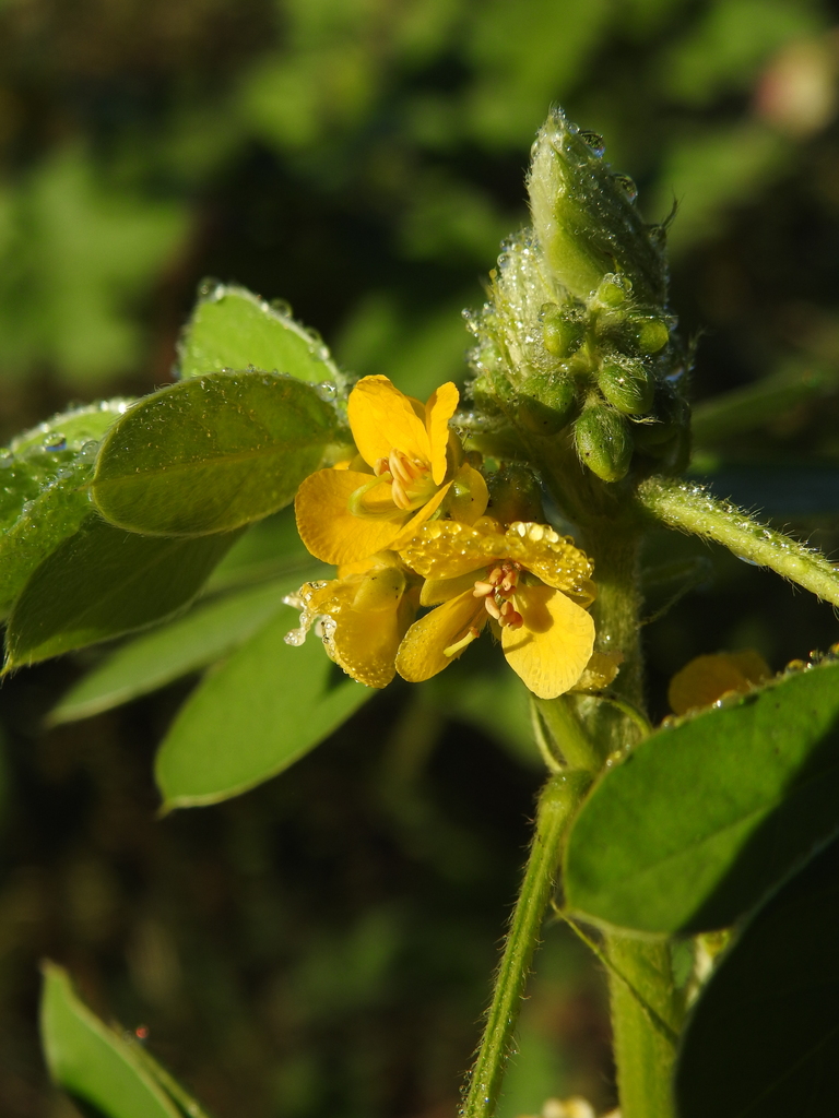 Oneleaf Senna from Culiacán, Sin., México on November 1, 2023 at 07:35 AM by Daniel · iNaturalist