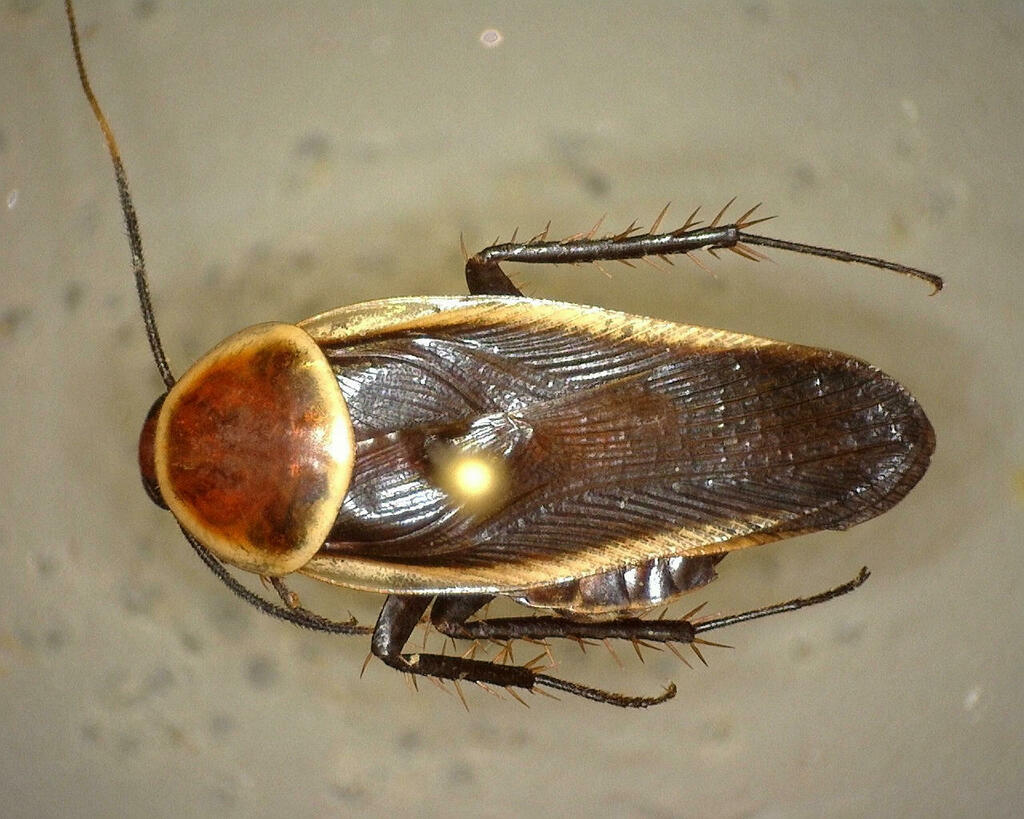 Pale-bordered Field Cockroach from Kimble County, TX, USA on June 13 ...