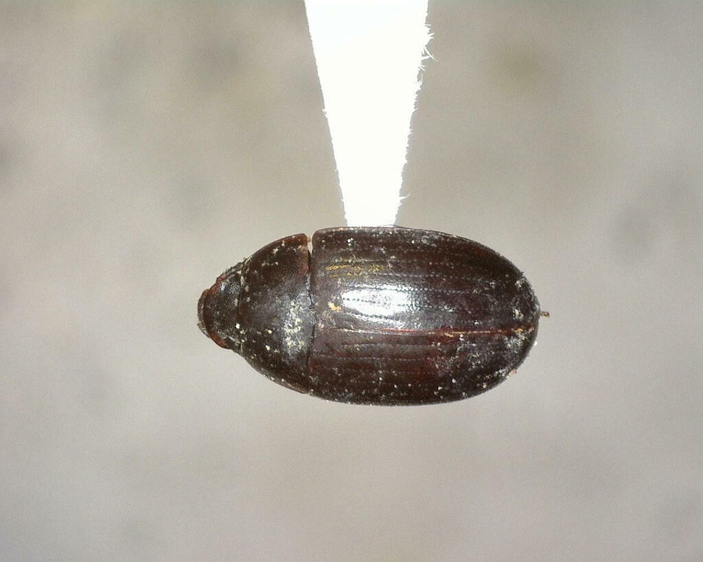 Diaperinae from Kimble County, TX, USA on June 13, 2023 at 12:20 PM by ...