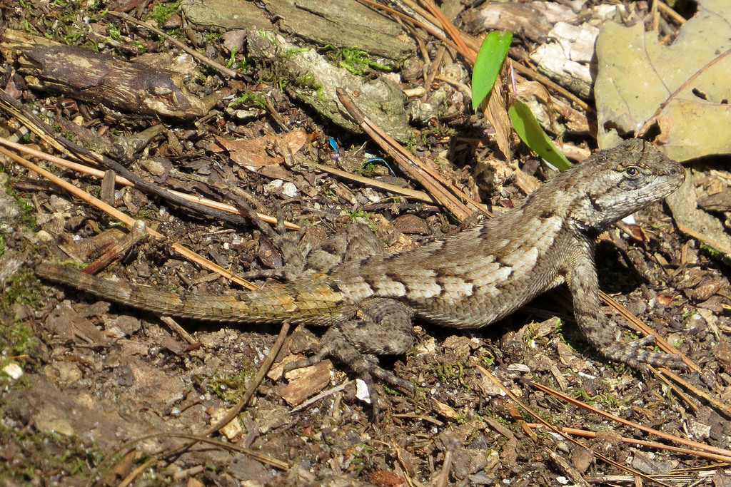 Eastern Fence Lizard from Calvert County, MD, USA on July 18, 2014 at ...