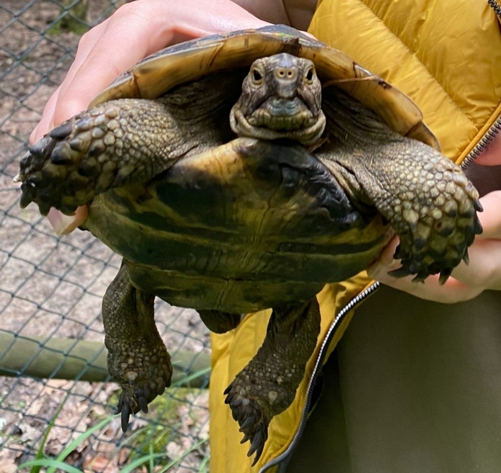 Asia Minor Tortoise in June 2023 by End_kr · iNaturalist