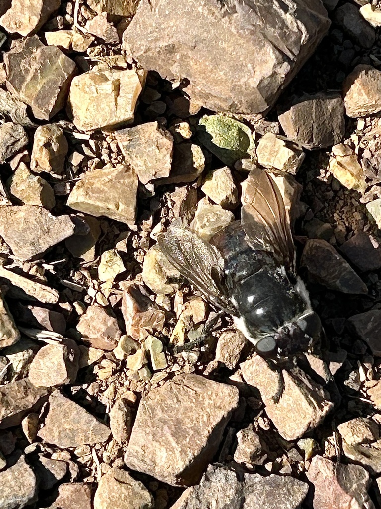 Mouse Bot Fly from Hawk Hill, Sausalito, CA, US on November 1, 2023 at ...