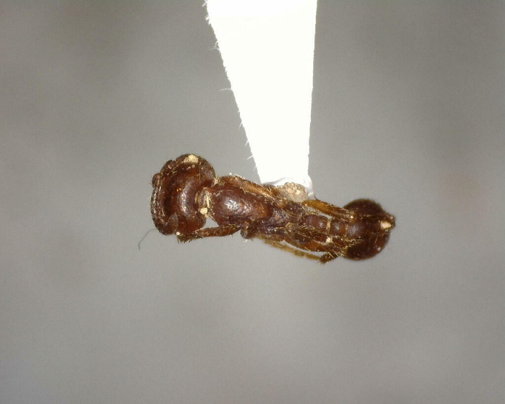 Labidus coecus from Kimble County, TX, USA on June 13, 2023 at 02:27 PM ...