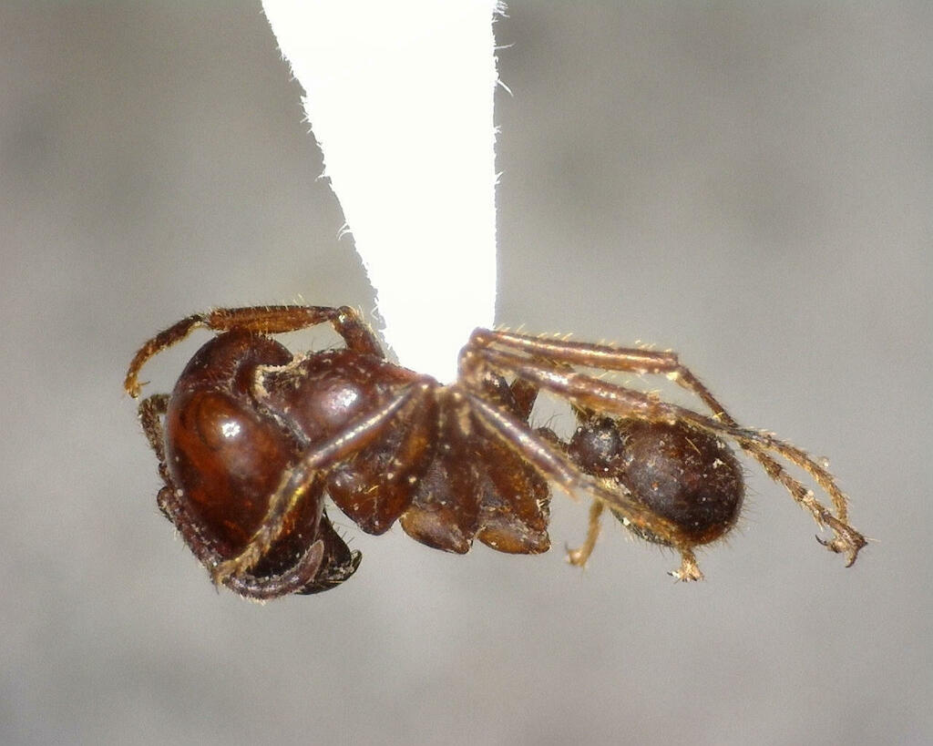 Labidus coecus from Kimble County, TX, USA on June 13, 2023 at 02:27 PM ...