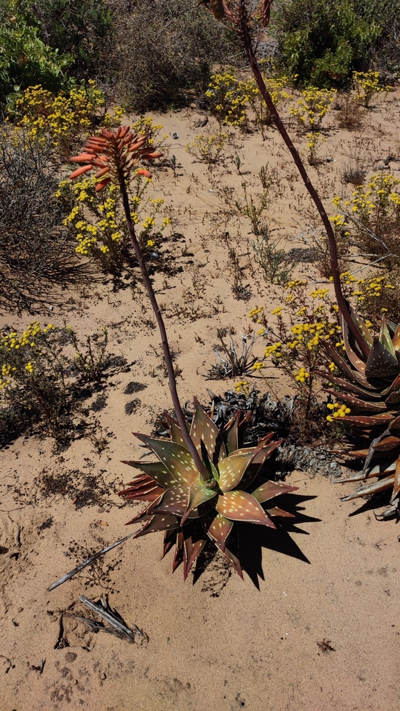 Beach Aloe in October 2023 by Wesley Black. Quite a large population ...