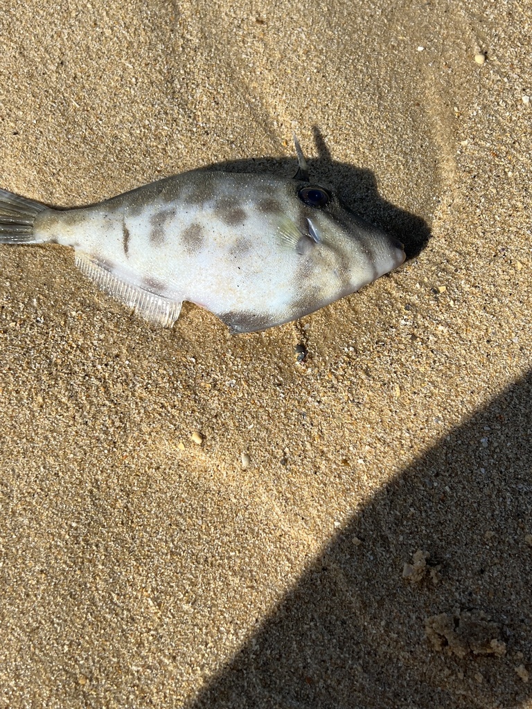 Velvet Leatherjacket from South Steyne Beach, North Harbour, NSW, AU on ...