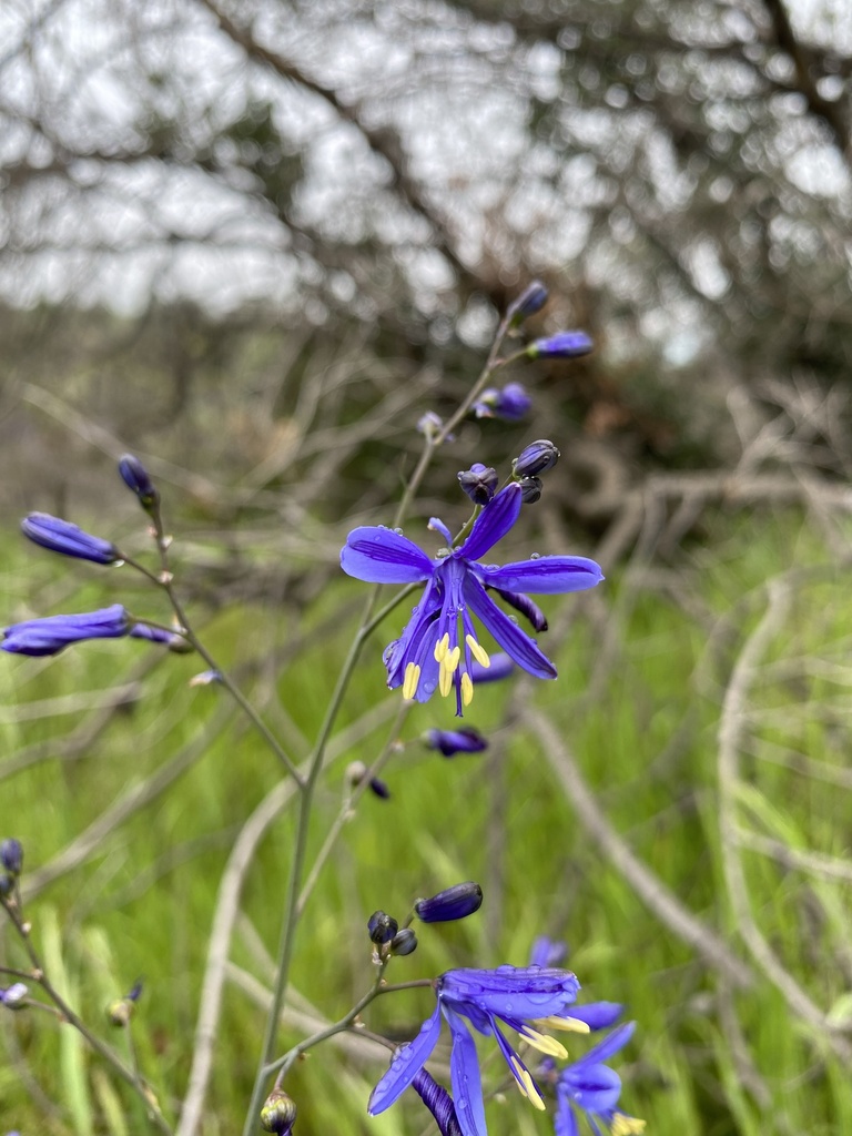 azulillo from San Carlos de Apoquindo, Las Condes, Región Metropolitana ...