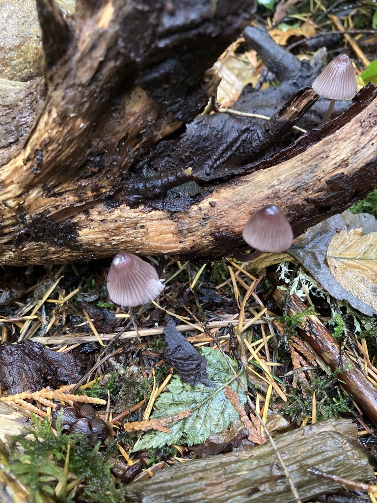 purple-edge bonnet from Lower Seymour Conservation Reserve, North ...