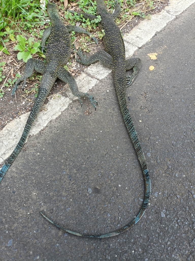 Turquoise Monitor from North Gorua, Tobelo Utara, North Halmahera ...