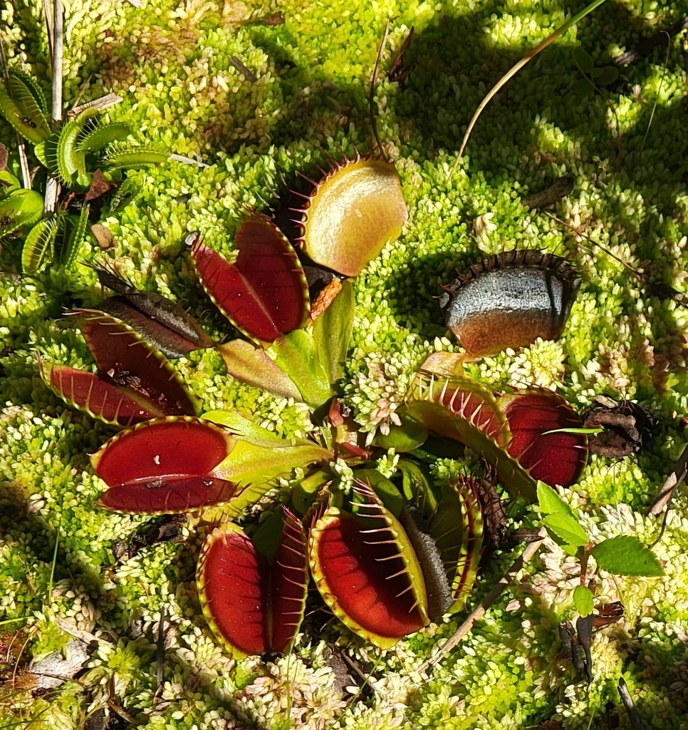 Venus flytrap in October 2023 by Cindy Lane. Found at Green Swamp ...