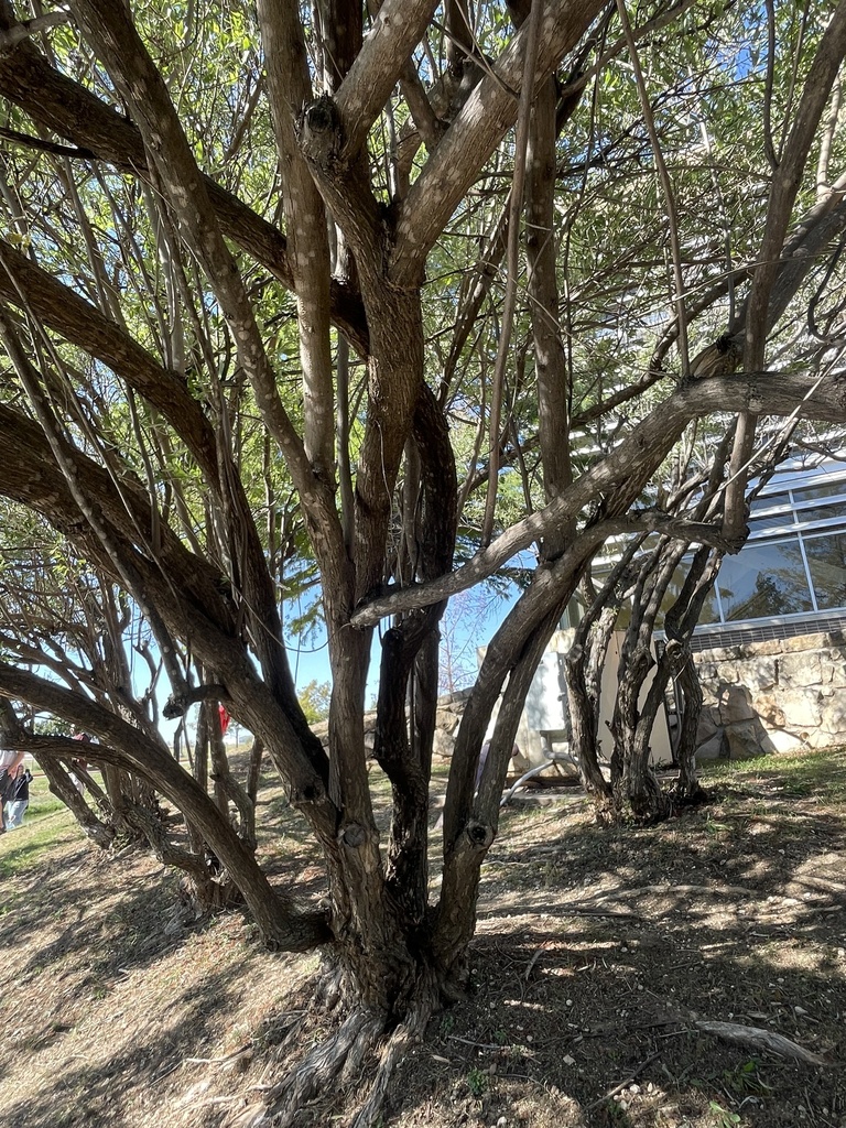 Lilac chaste tree from Fort Worth, TX, US on October 18, 2023 at 11:26 ...