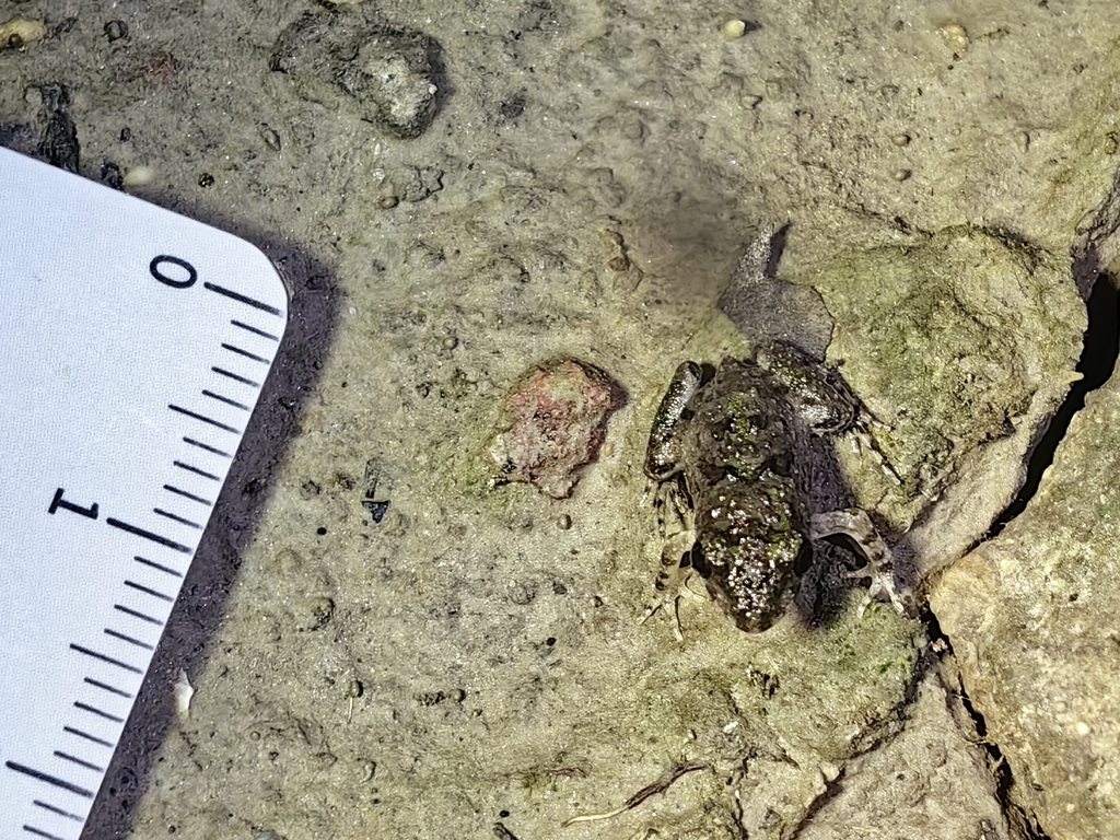 Fejervarya from Wuli Bridge, Pudong, Shanghai on July 12, 2023 at 09:07 ...