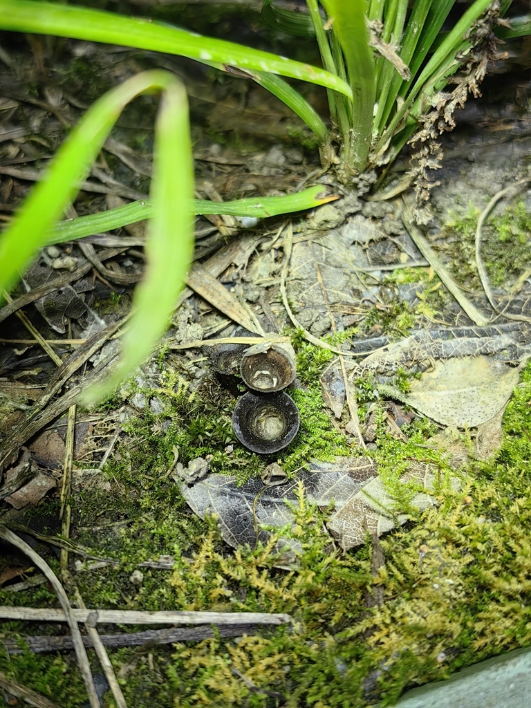 bird's nest fungi from Wuli Bridge, Pudong, Shanghai on July 12, 2023 ...