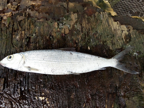 West African Bonefish (Albula goreensis) · iNaturalist